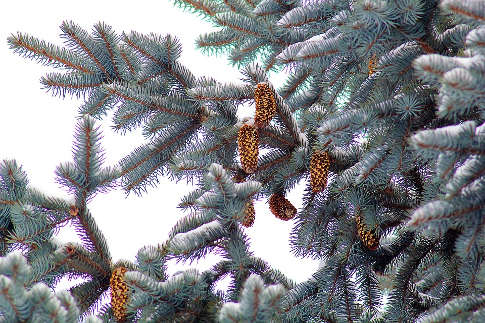Nature Spruce - Free photo on Pixabay