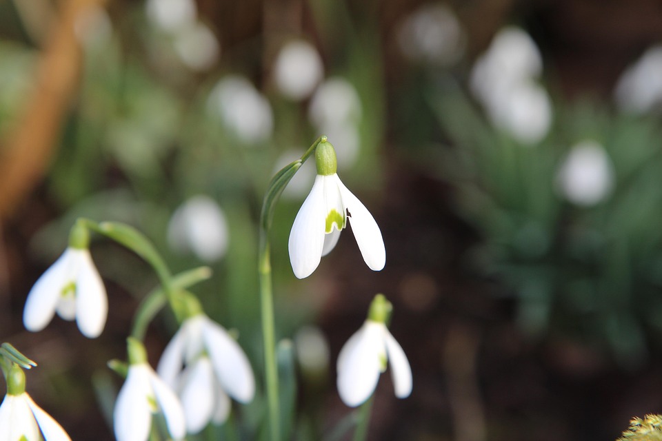 Perce-Neige Fleurs Bulbe - Photo gratuite sur Pixabay - Pixabay