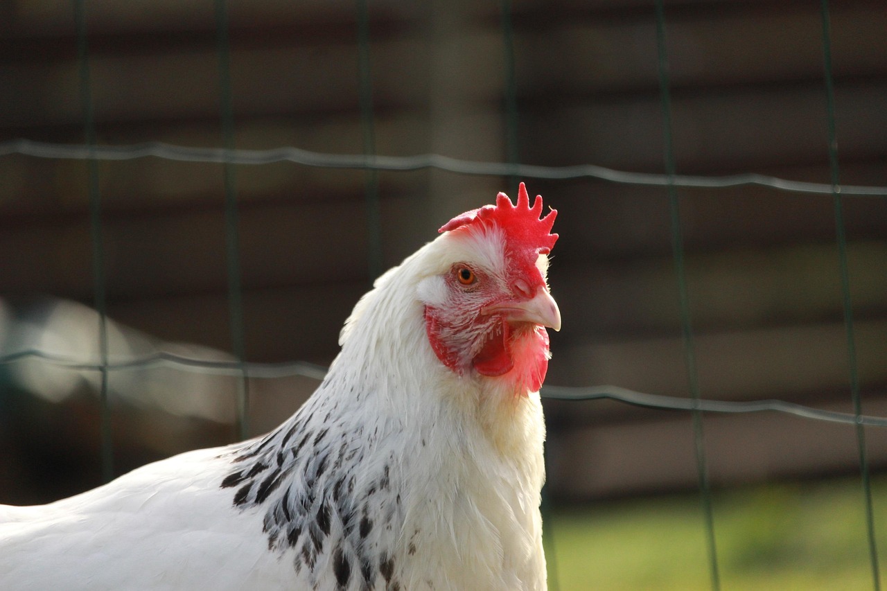 Henne Sussex Weiß Hähnchen - Kostenloses Foto auf Pixabay