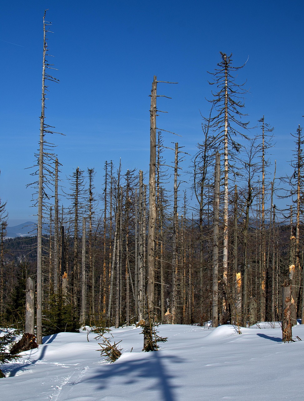 Les Scolytes Forêt Sec - Photo gratuite sur Pixabay