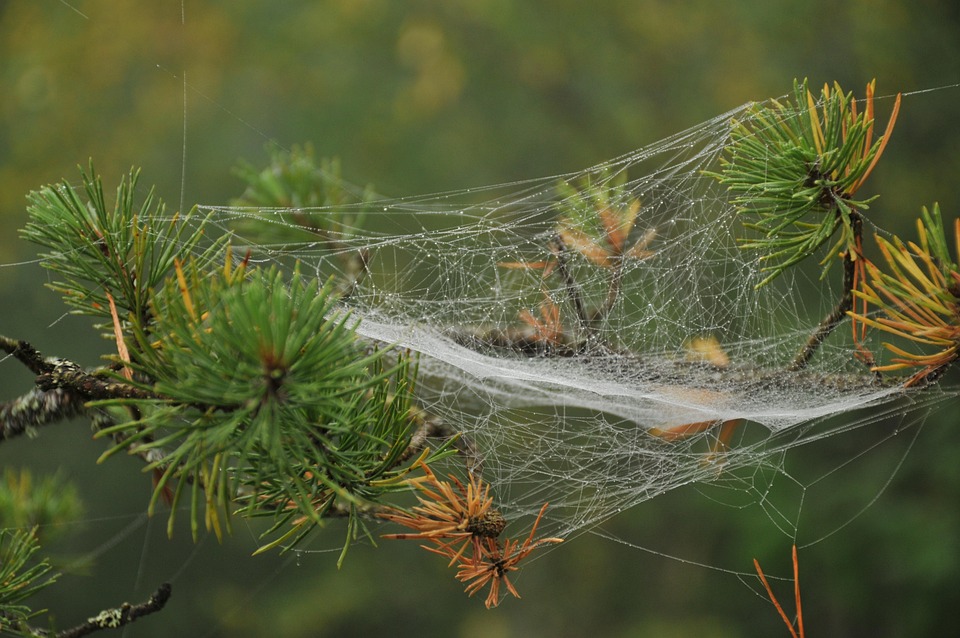 Pine Branches Web - Free photo on Pixabay - Pixabay