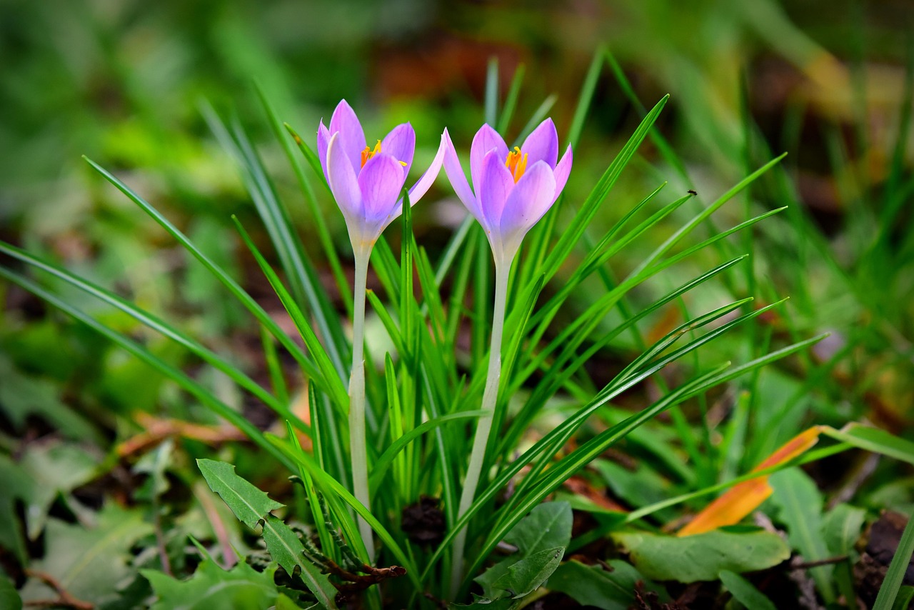Crocus Spring Flower Bloom - Free photo on Pixabay