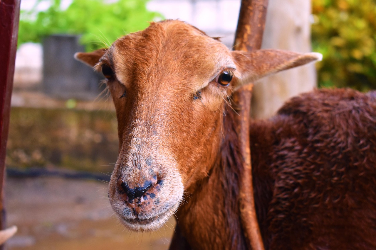 Perfil Del Animal Carnero