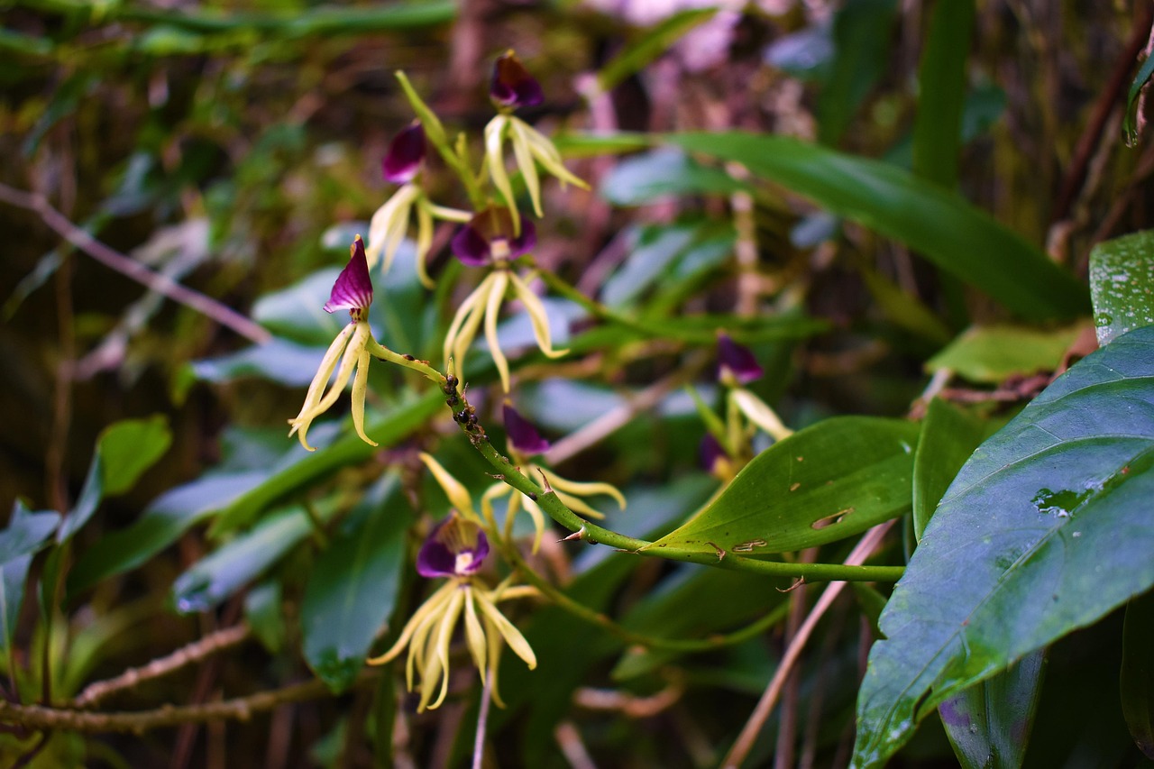 Flor Orquideas Ramo - Foto gratis en Pixabay - Pixabay