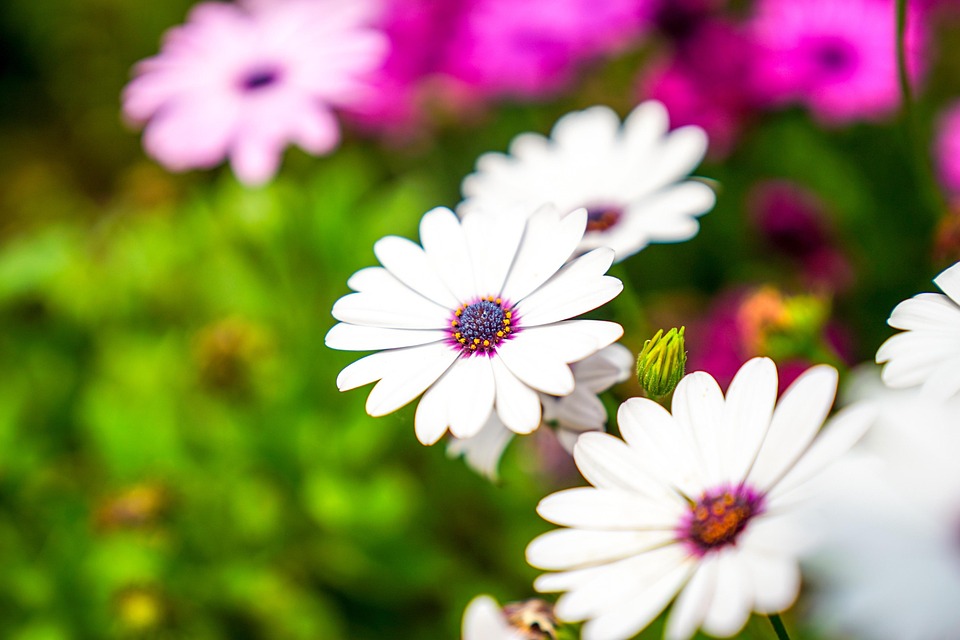 Bunga Rumput Alam - Foto gratis di Pixabay