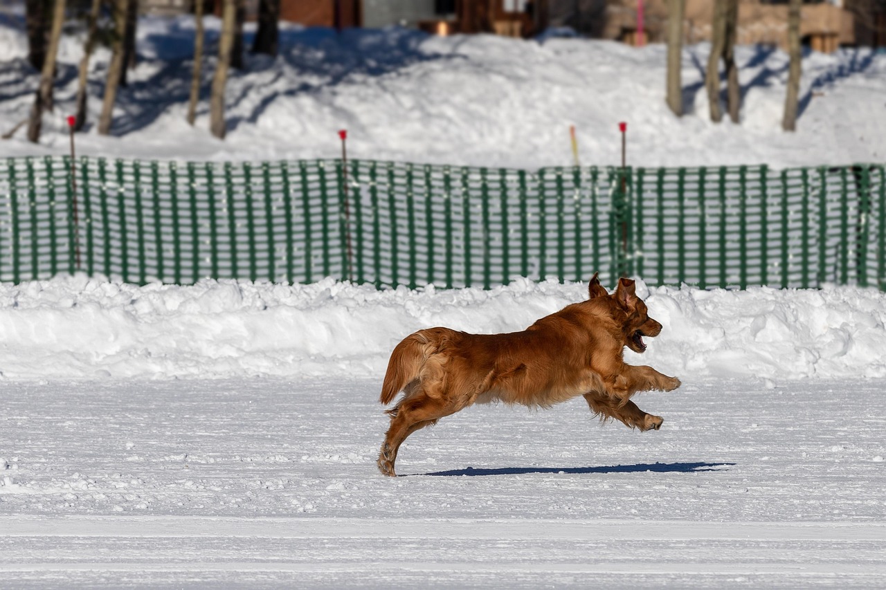 Perro Nieve Salto - Foto gratis en Pixabay - Pixabay
