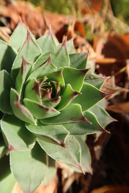 Succulent Plant Succulents - Free photo on Pixabay - Pixabay
