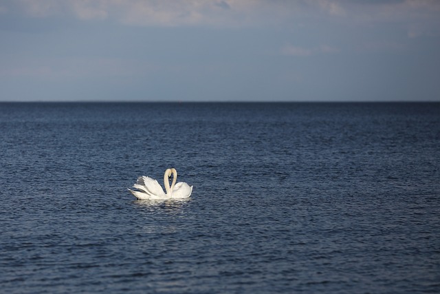 Cisne Pájaro Animal - Foto gratis en Pixabay - Pixabay