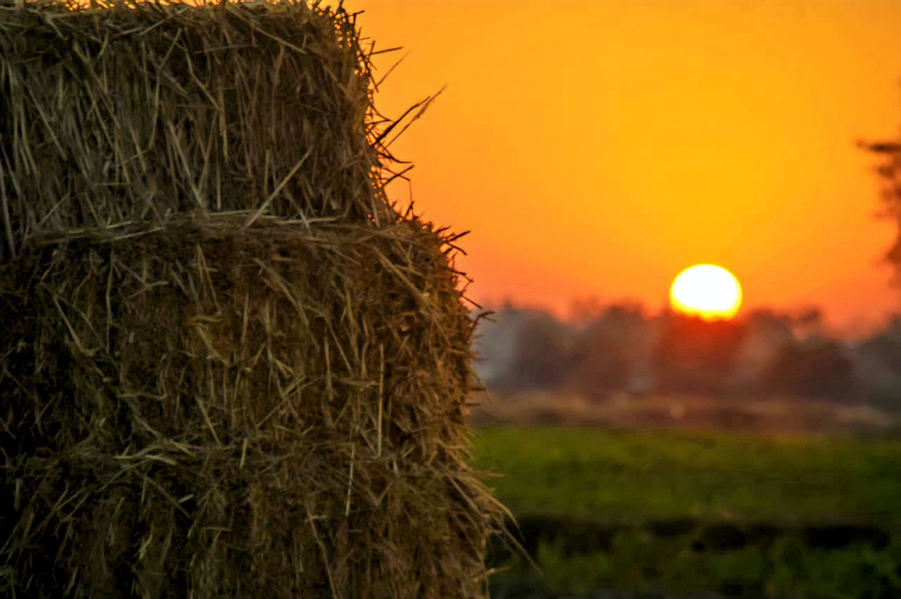 Village Hay Agriculture - Free photo on Pixabay