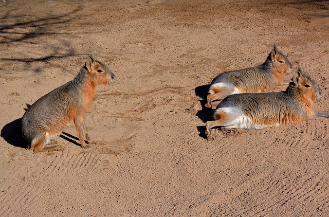 Big Pampas Bunny South America - Free photo on Pixabay - Pixabay