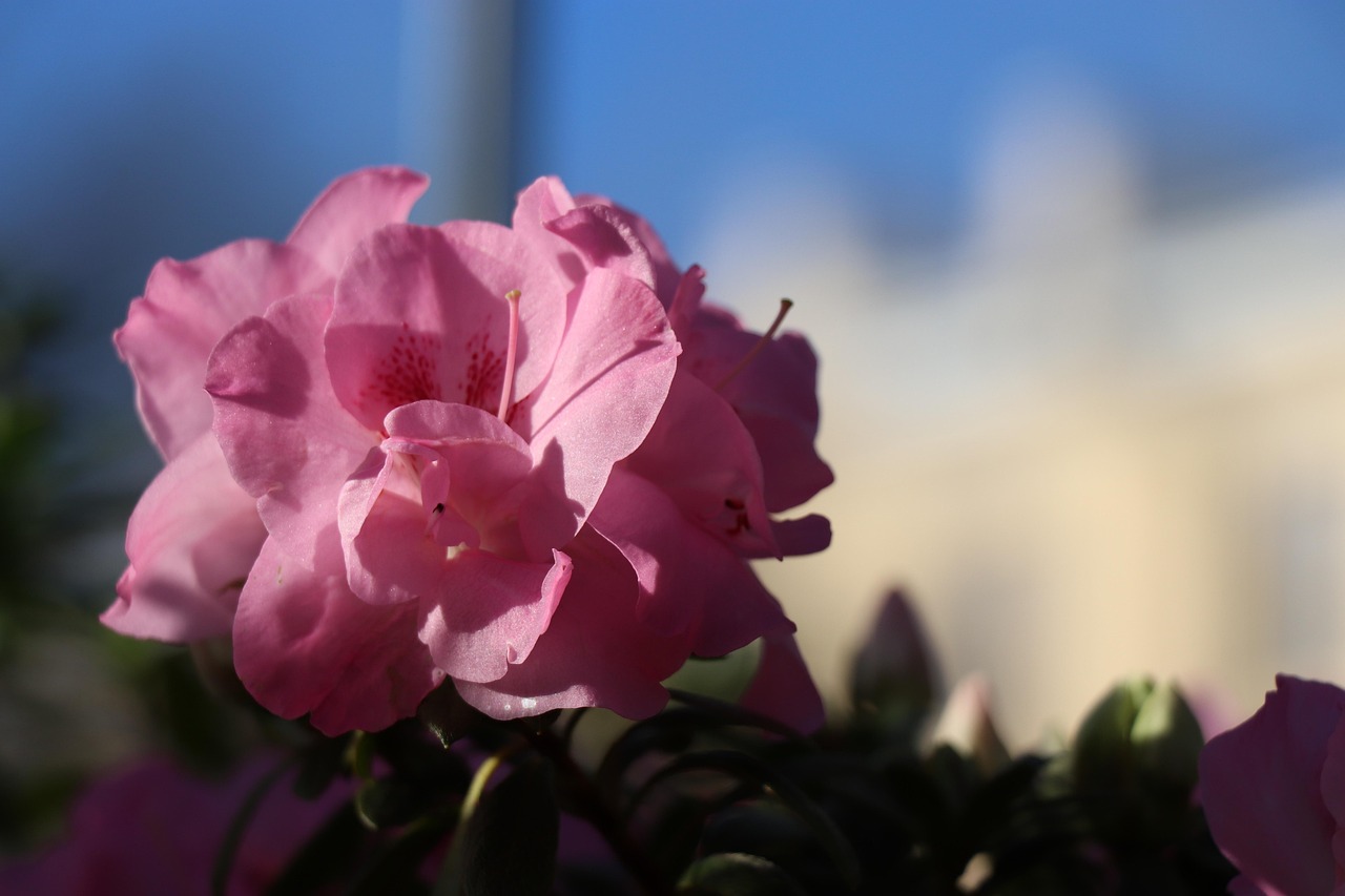 Flor Rosado Flores - Foto gratis en Pixabay - Pixabay