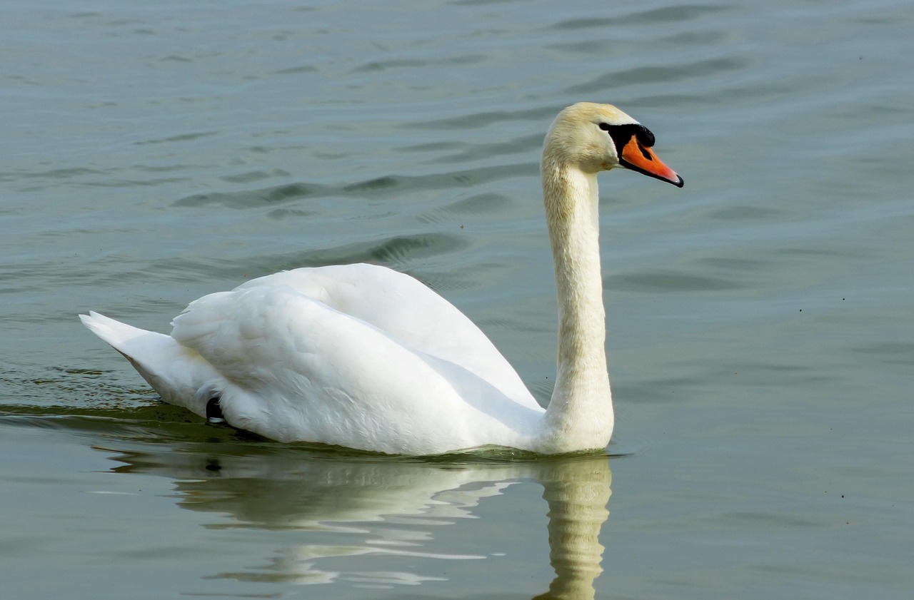 Łabędź Niemy Biały - Darmowe zdjęcie na Pixabay - Pixabay
