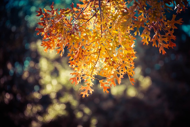 70,000+ Free Leafs & Nature Images - Pixabay