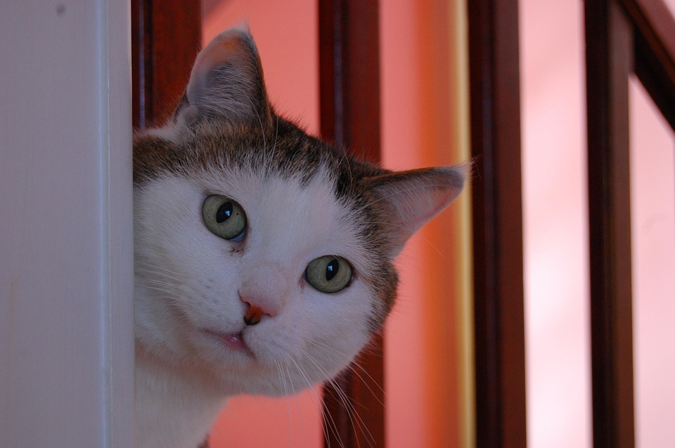 Cat Good Looking Hide And Seek - Free photo on Pixabay - Pixabay