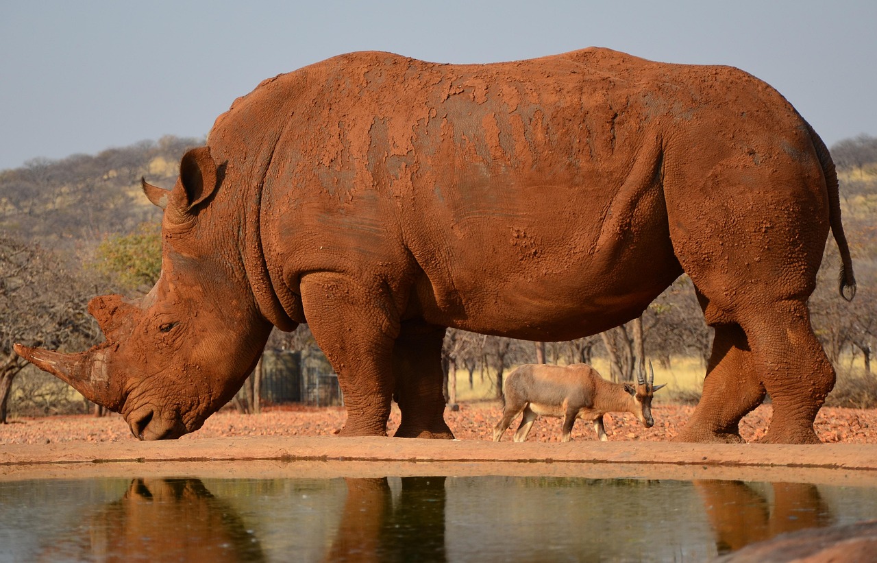 Rhino Africa Namibia - Free photo on Pixabay - Pixabay