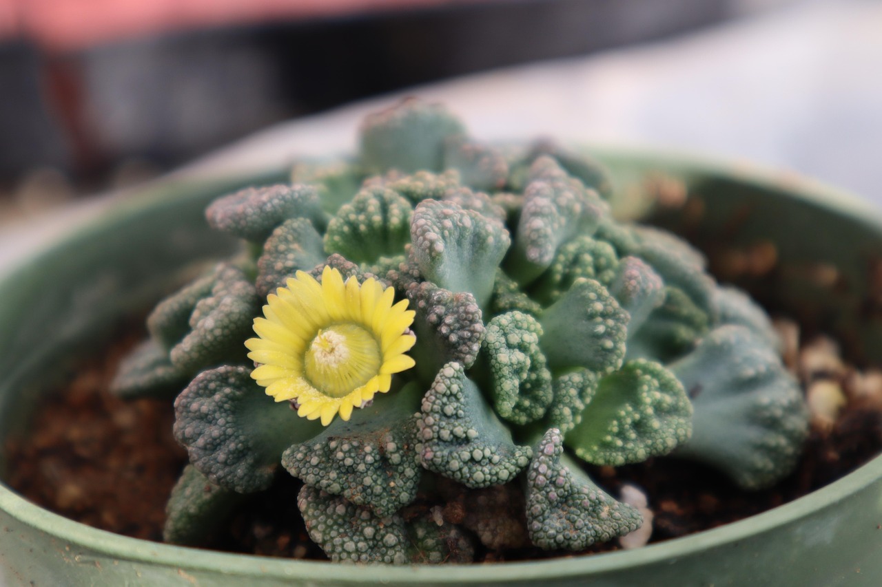 Succulent Succulentes Fleur - Photo gratuite sur Pixabay - Pixabay