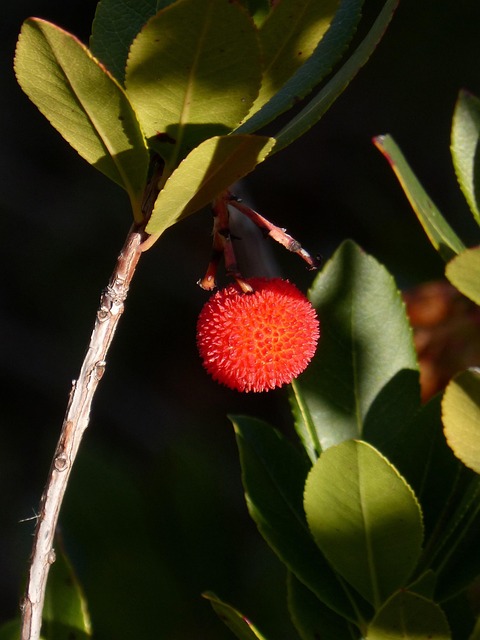 Strawberry Tree Fruits Of The - Free photo on Pixabay - Pixabay