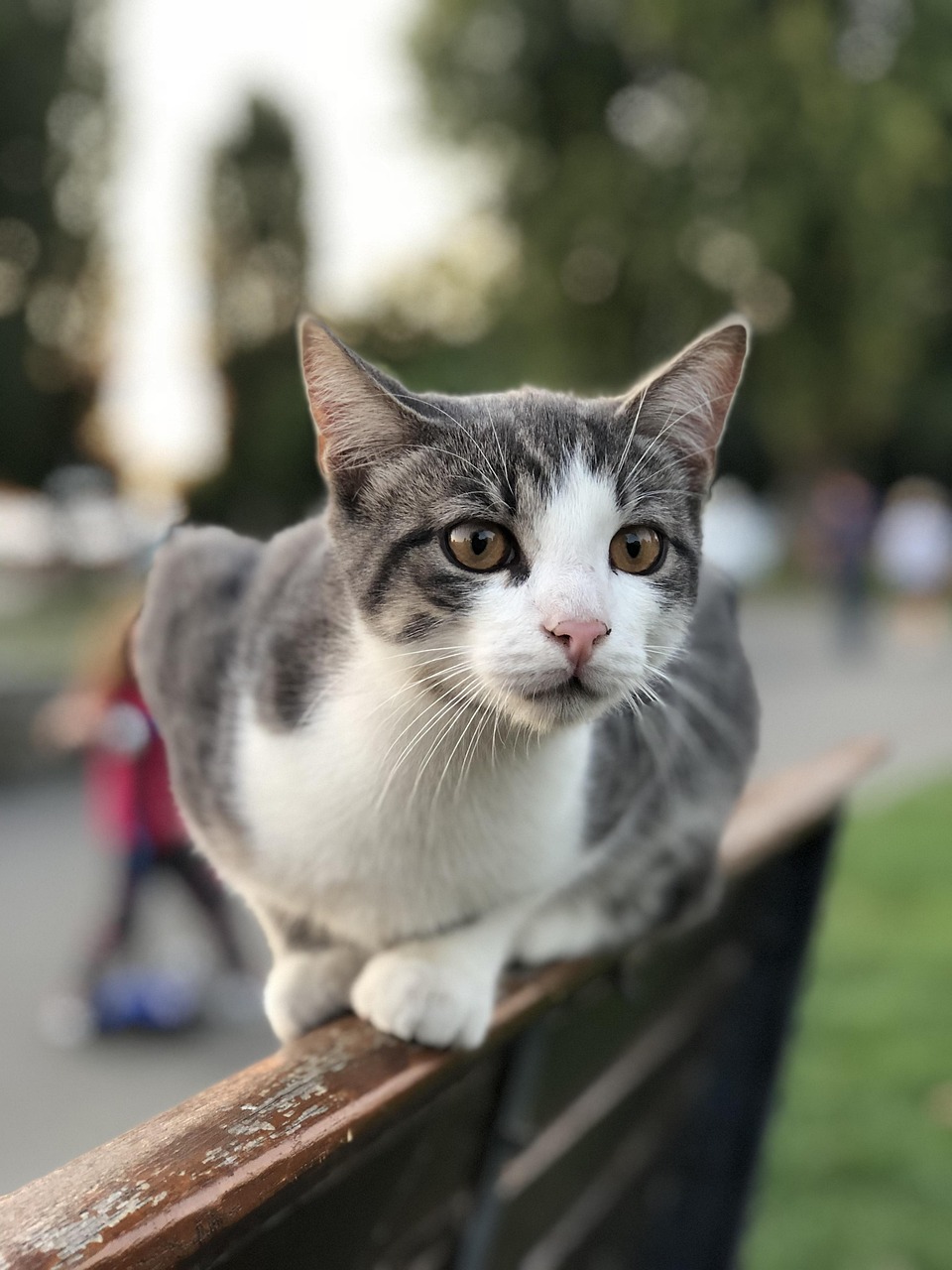 Gato Linda Banco Del Parque - Foto gratis en Pixabay - Pixabay