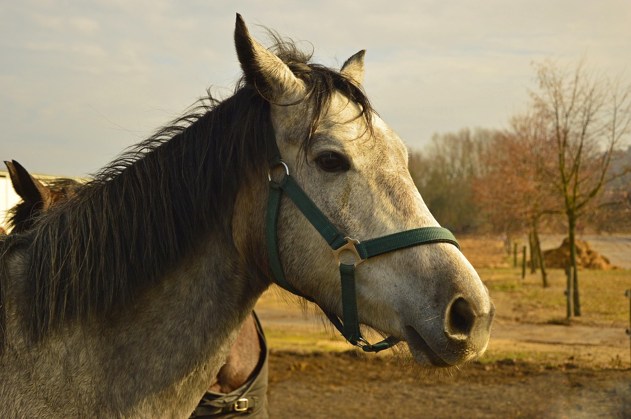 Horse Animal Head - Free photo on Pixabay - Pixabay
