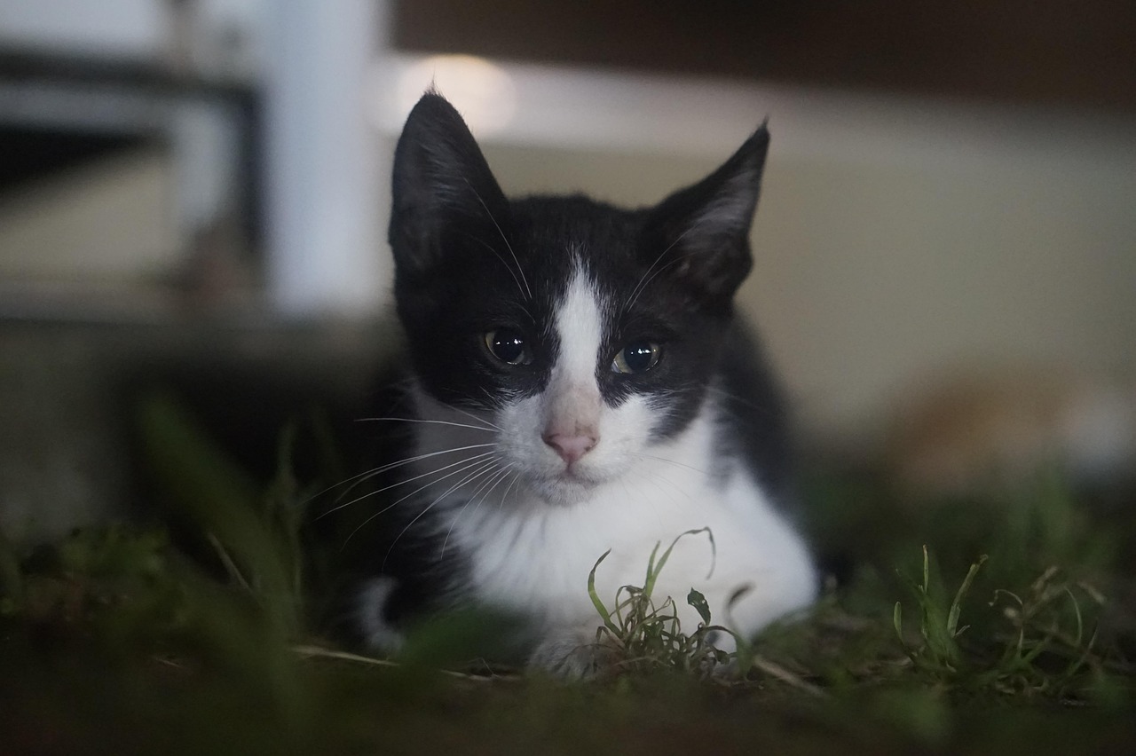 20,000+ Free Tuxedo Cats & Cat Images - Pixabay