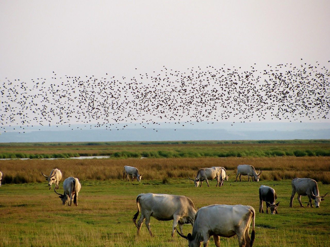 Steppe Cattle Flock Of Birds - Free photo on Pixabay - Pixabay