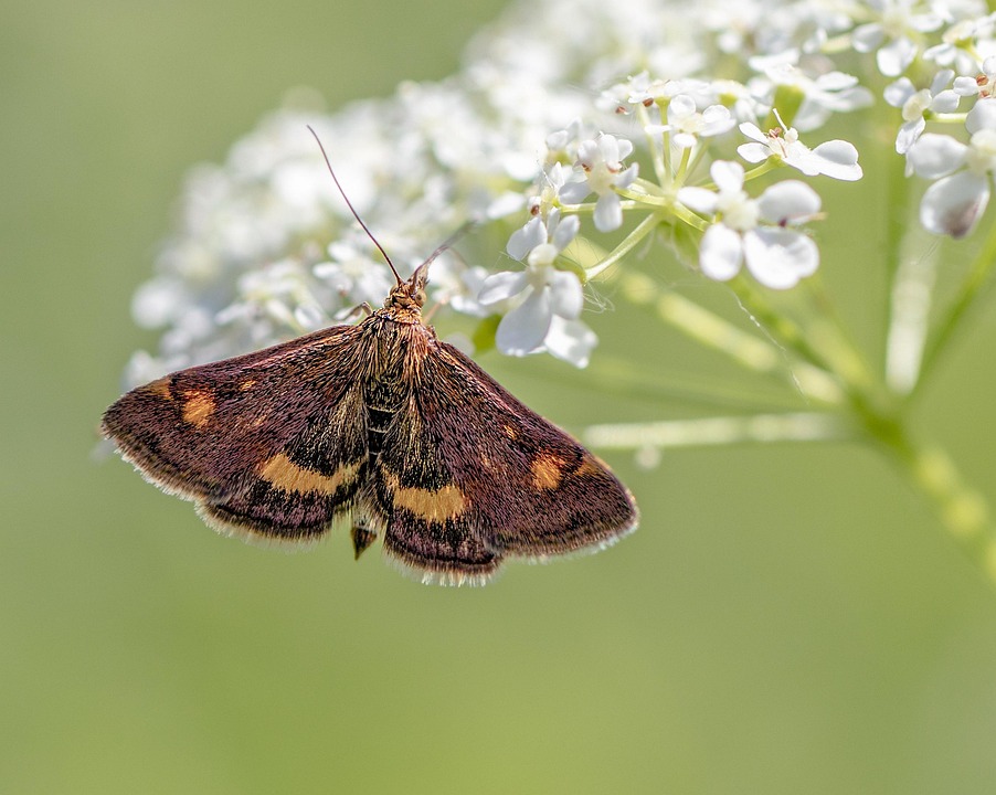 Small- Purple-And-Gold Moth Micro - Free photo on Pixabay - Pixabay