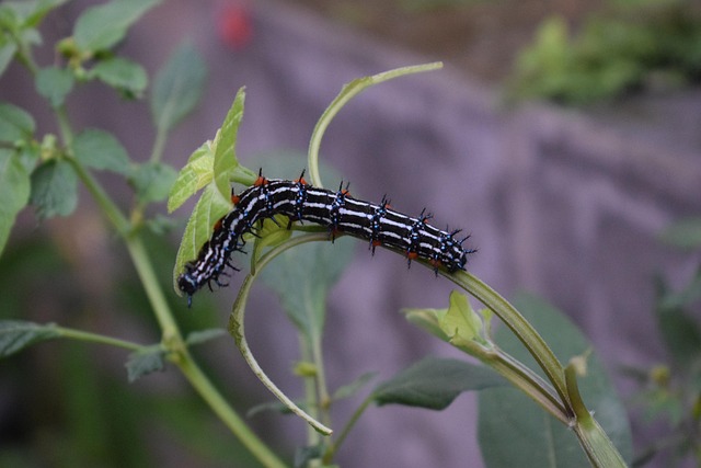 Caterpillar Insect Butterfly - Free photo on Pixabay