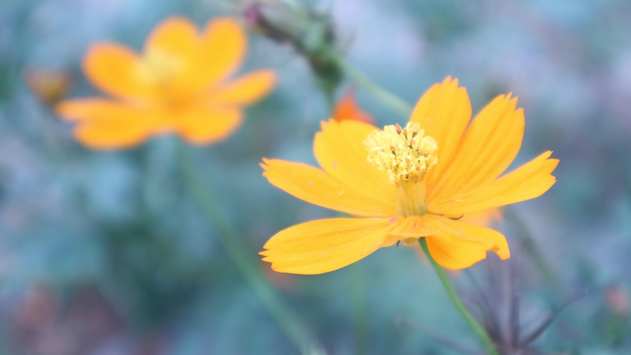 Flores Amarillo Naturaleza - Foto gratis en Pixabay - Pixabay