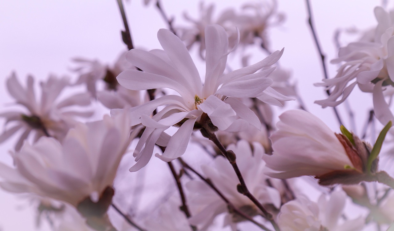 Magnolia Plant Nature - Free photo on Pixabay - Pixabay