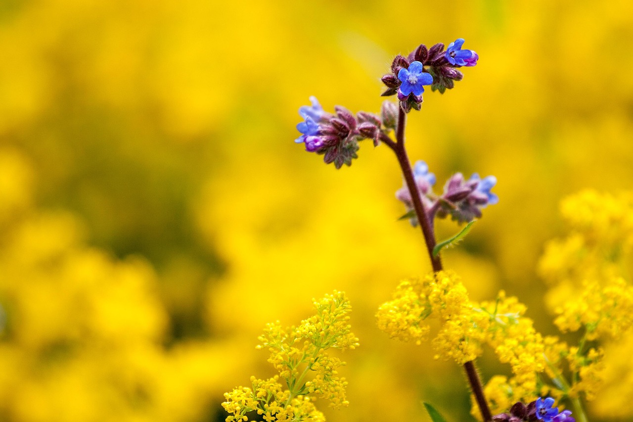 Flower Plant Nature - Free photo on Pixabay - Pixabay