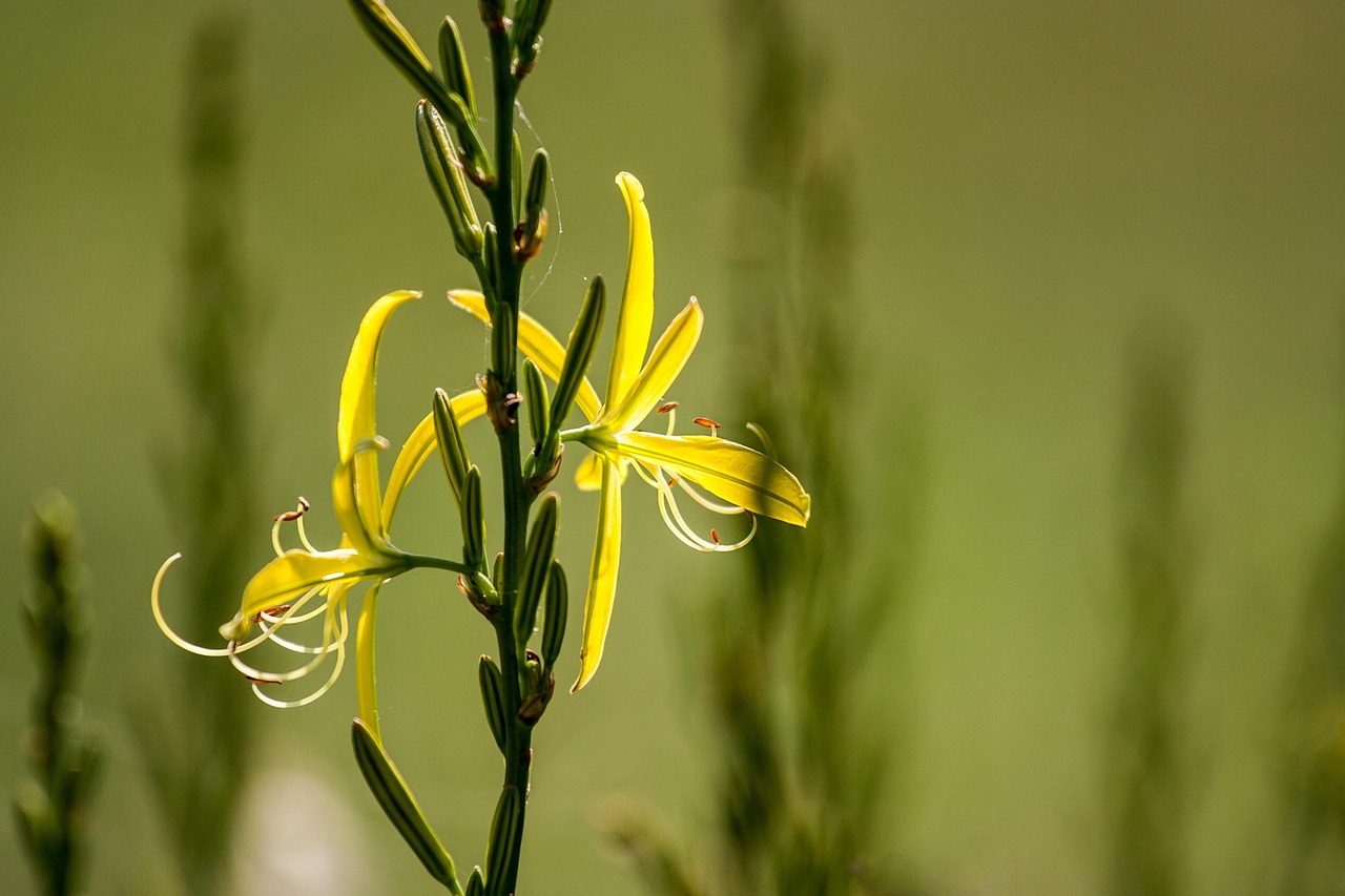 Bunga Tanaman Alam - Foto gratis di Pixabay - Pixabay