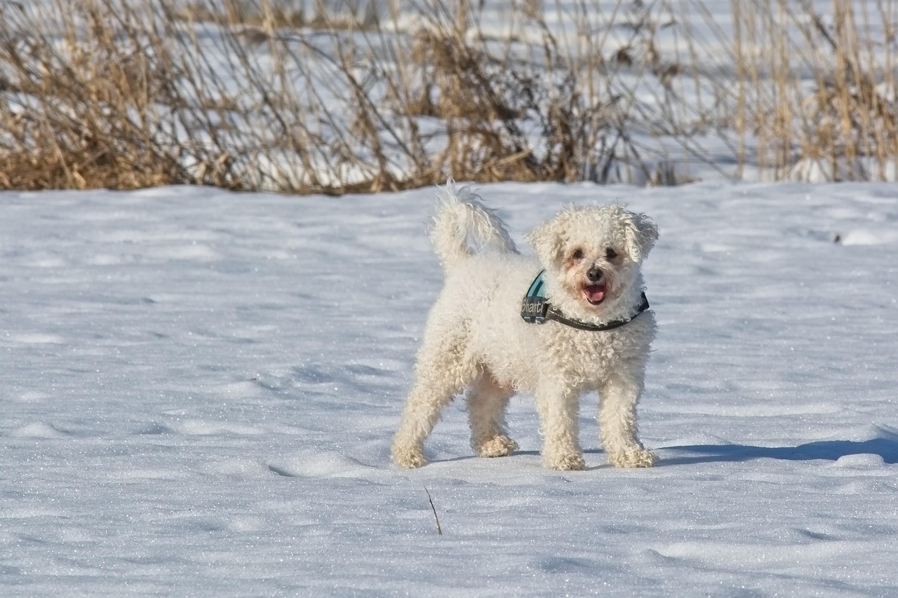 200+ Free Bichon Frise & Dog Images - Pixabay