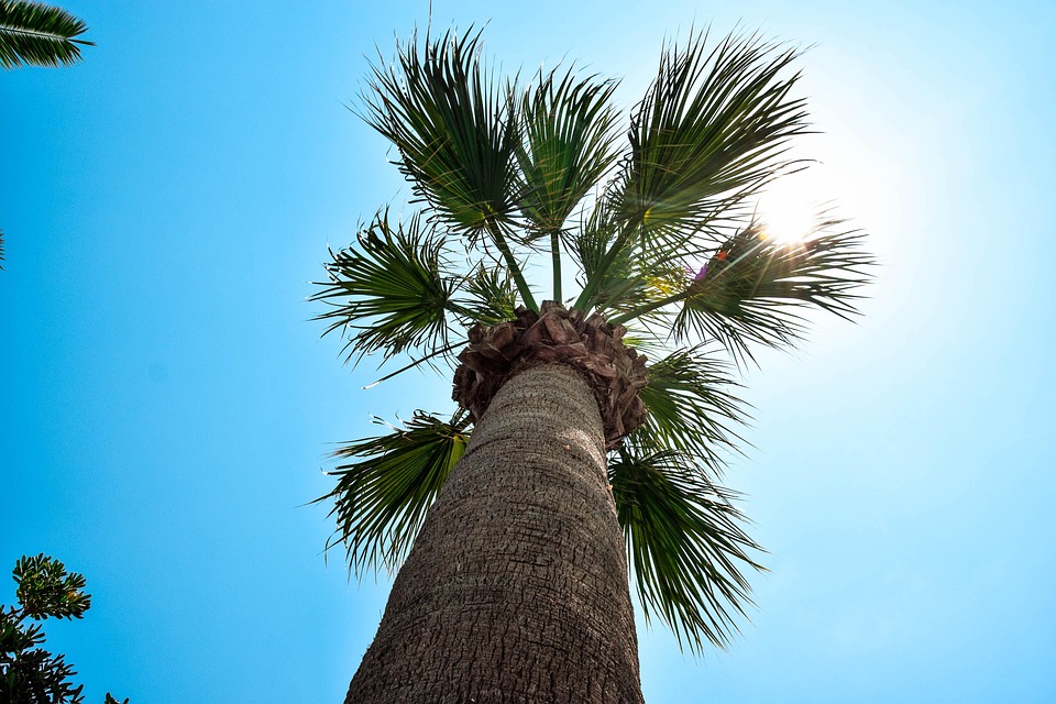 Palme Sommer Der Himmel - Kostenloses Foto auf Pixabay