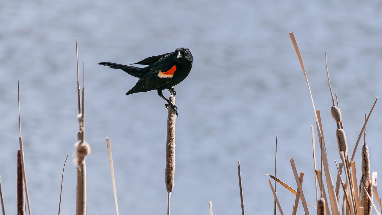 Red Wind Blackbird Redwing Bird - Free photo on Pixabay - Pixabay