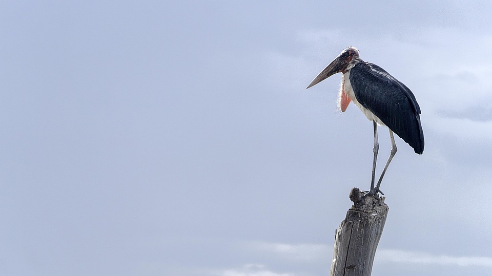 Maribou Stork Nature - Free photo on Pixabay - Pixabay