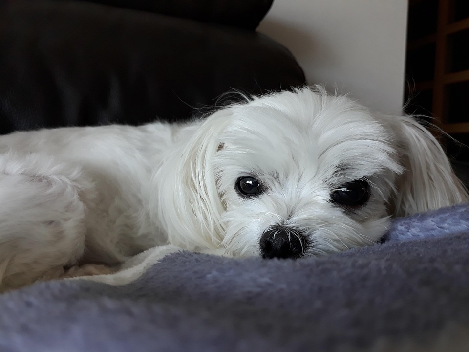 Maltese Puppy Dog - Free photo on Pixabay