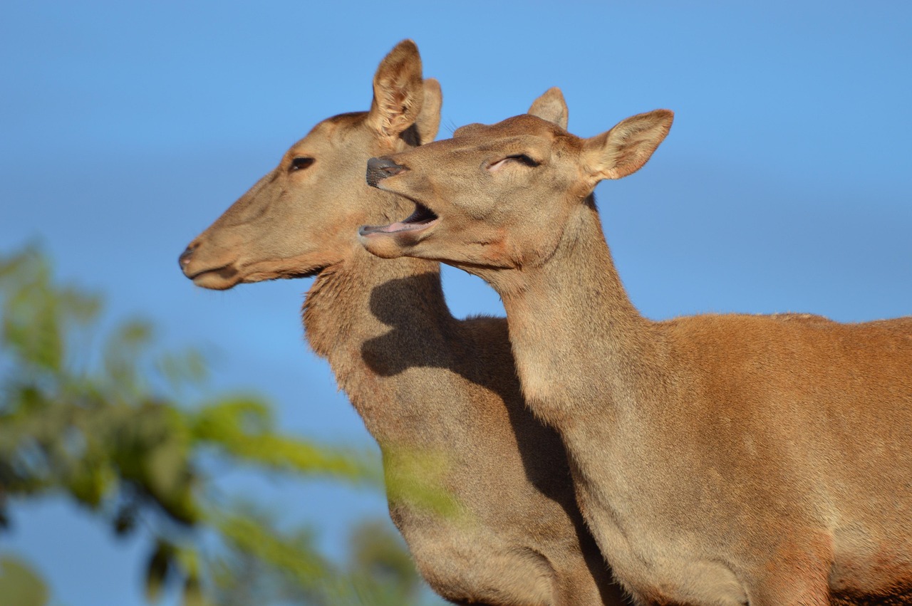 Ungulate Photopicture Definition At Photo Dictionary