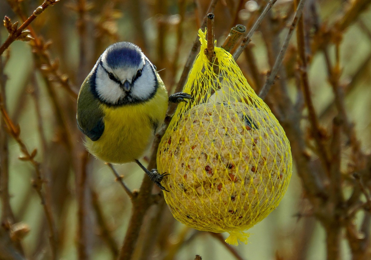 Blue Tit Fat Balls Bird Food - Free photo on Pixabay - Pixabay