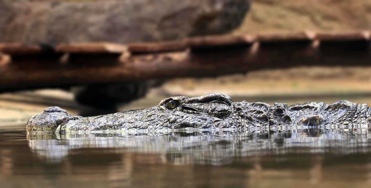 400+ Free Armored Animal & Tortoise Images - Pixabay