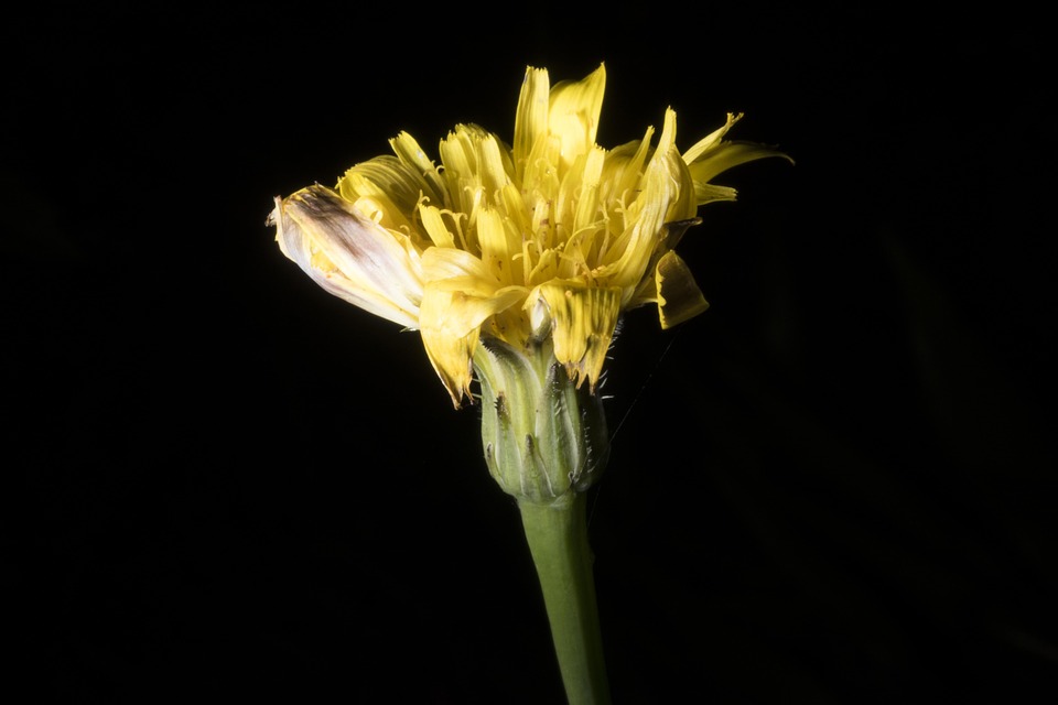 Flower Quindío Colombia - Free photo on Pixabay - Pixabay