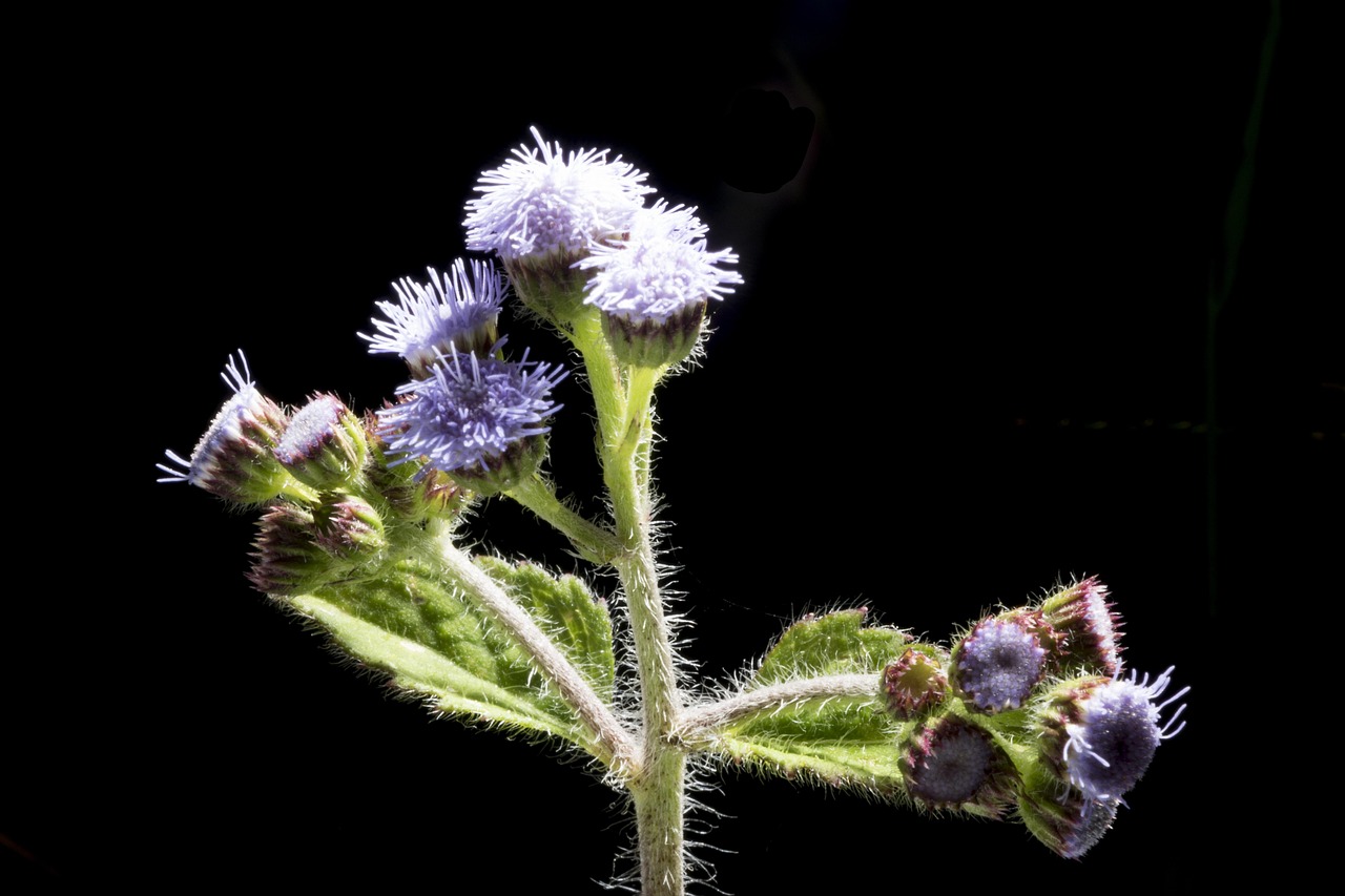 Flower Quindío Colombia - Free photo on Pixabay