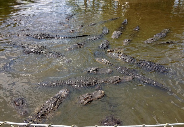 Gatorland Alligators Alligator - Photo gratuite sur Pixabay - Pixabay