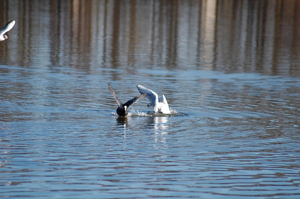 Lake Bird Nature - Free photo on Pixabay - Pixabay