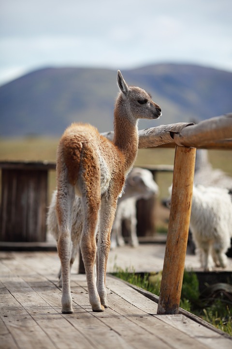 Guanaco Animal Chile - Free photo on Pixabay