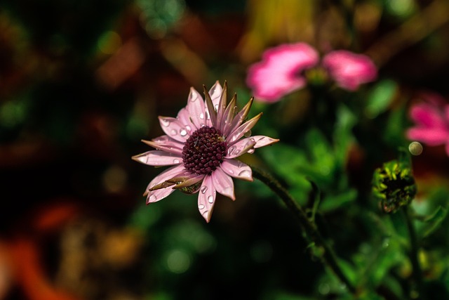 Single Flower Nature Wallpaper - Free photo on Pixabay - Pixabay