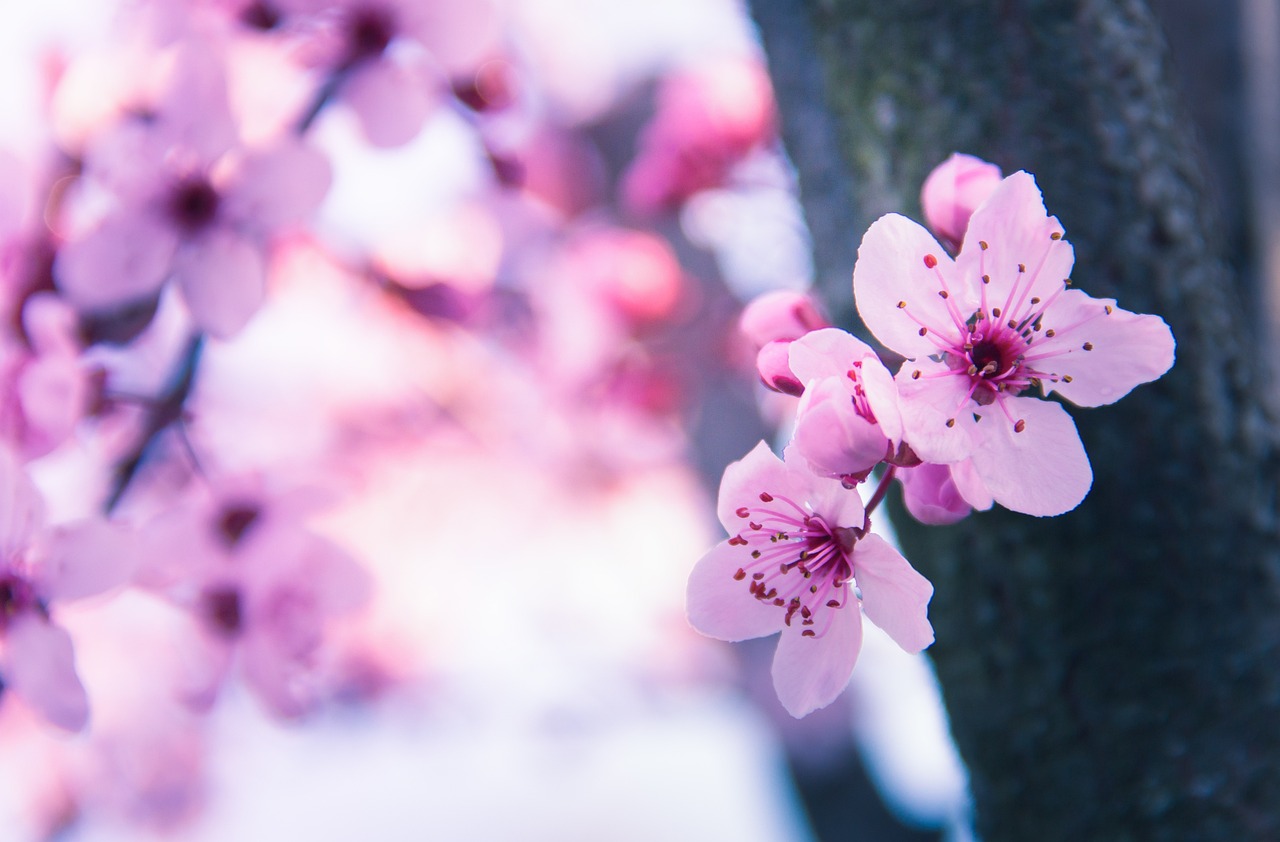 400,000+ Free Joyful Background & Joyful Images - Pixabay