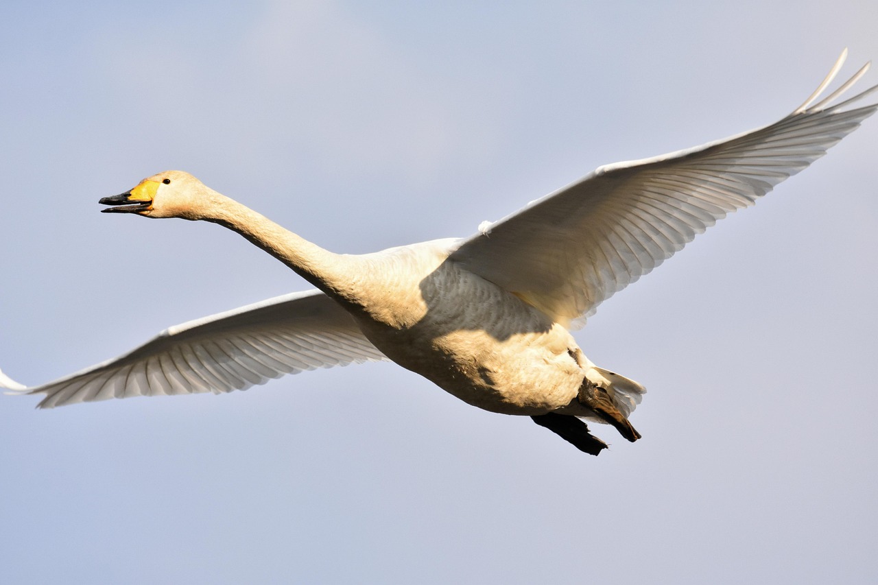 Animal Sky Bird Wild - Free photo on Pixabay - Pixabay
