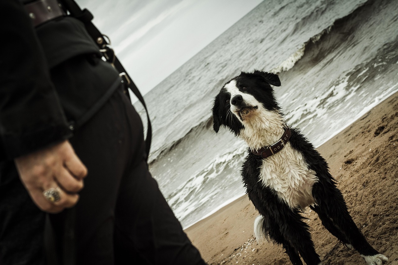Dog Sea Beach - Free photo on Pixabay - Pixabay