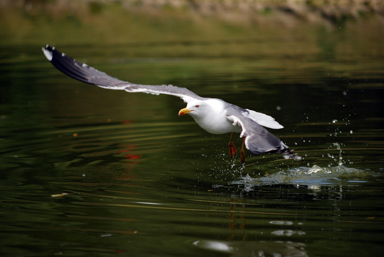 Sea Gull Water Taking Off - Free photo on Pixabay - Pixabay