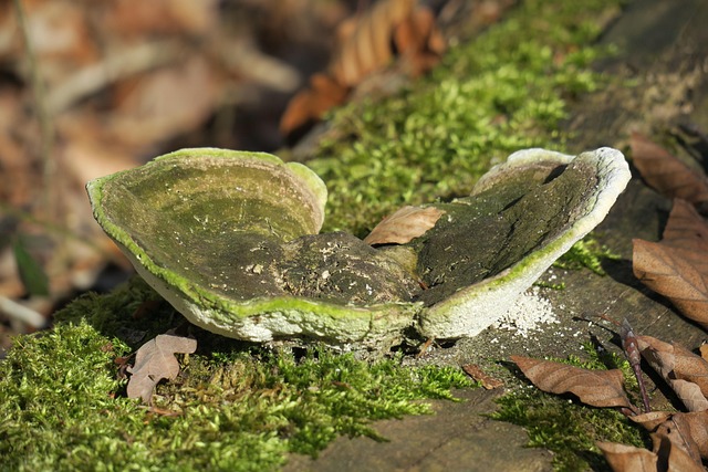 Hongo De Yesca Esponja - Foto gratis en Pixabay